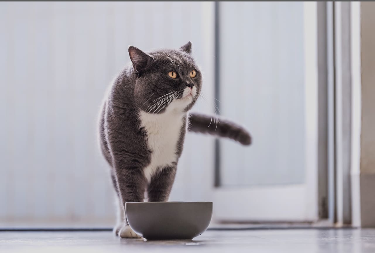 Diabetes Emergency for Cats | Caninsulin