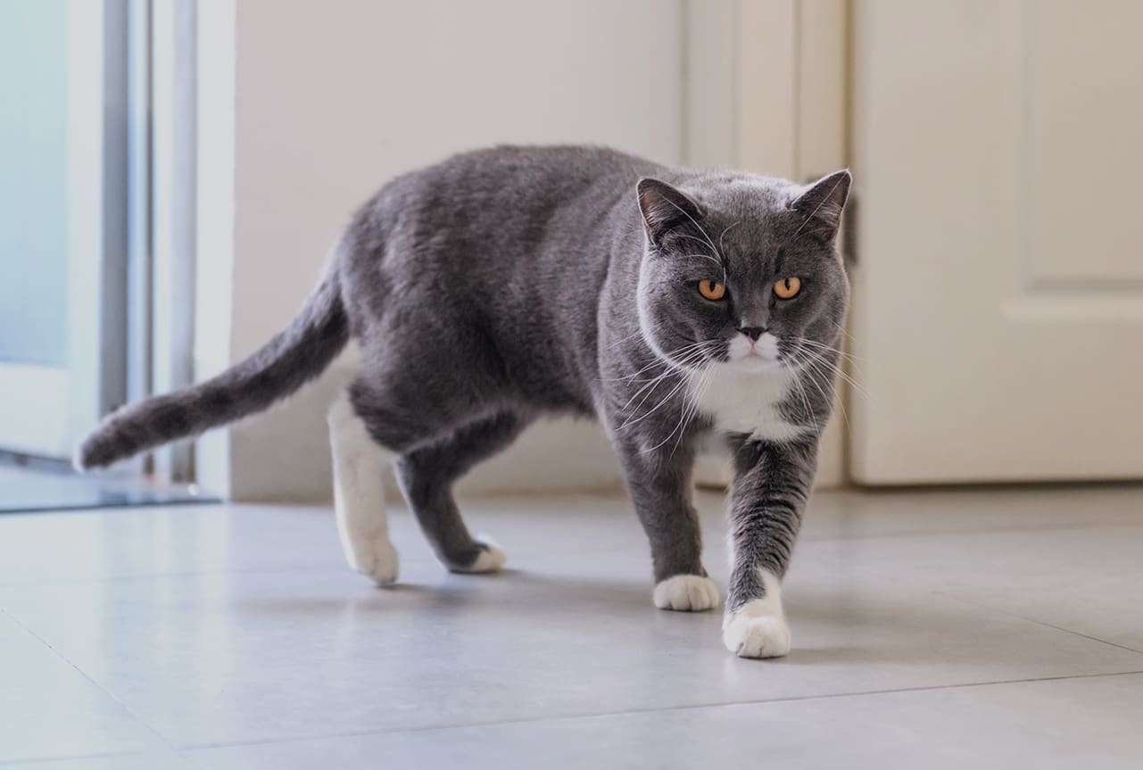 Glucose Curves for Cats | Caninsulin