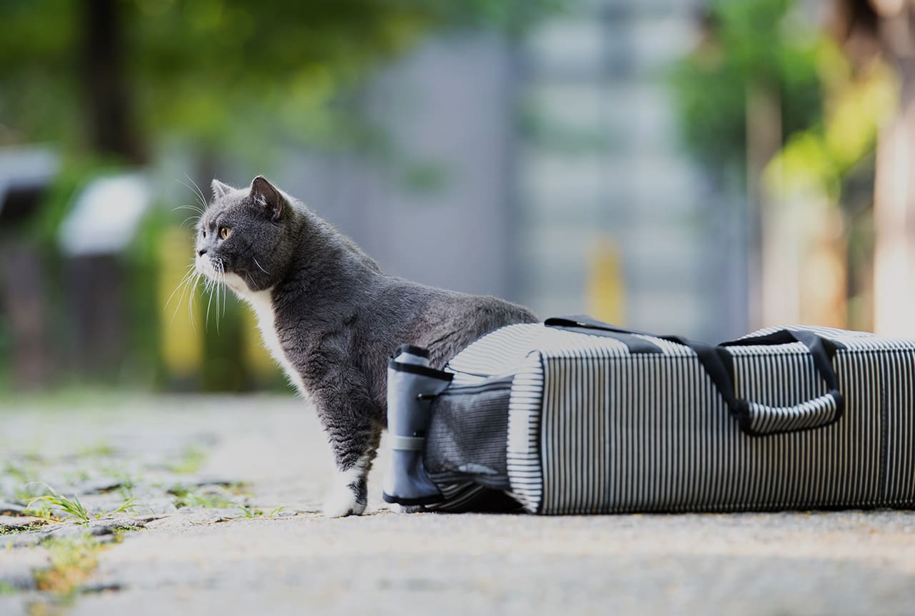 Managing Cats With Diabetes Caninsulin Managing Cats With Diabetes Caninsulin