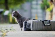 Managing Cats With Diabetes Caninsulin