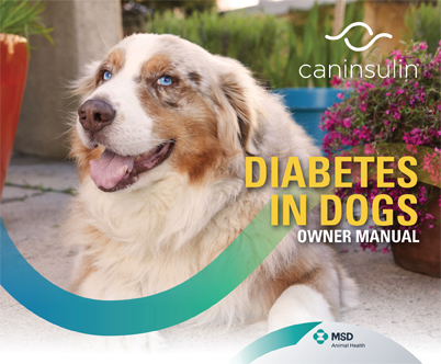 Resources and information for dogs with diabetes | Caninsulin