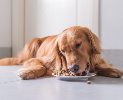 Blood Glucose Curve Generator | Caninsulin