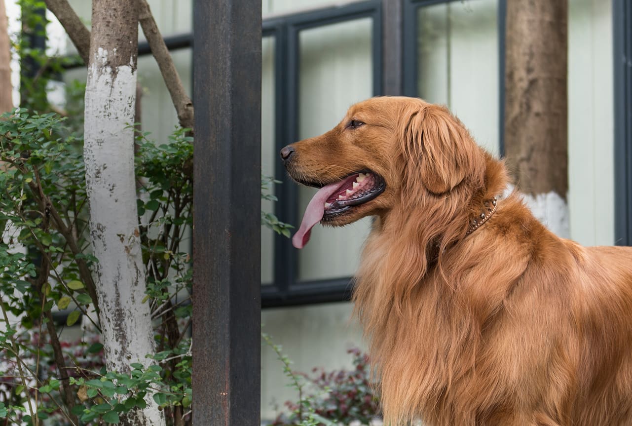 Blood Glucose Curve Generator | Caninsulin