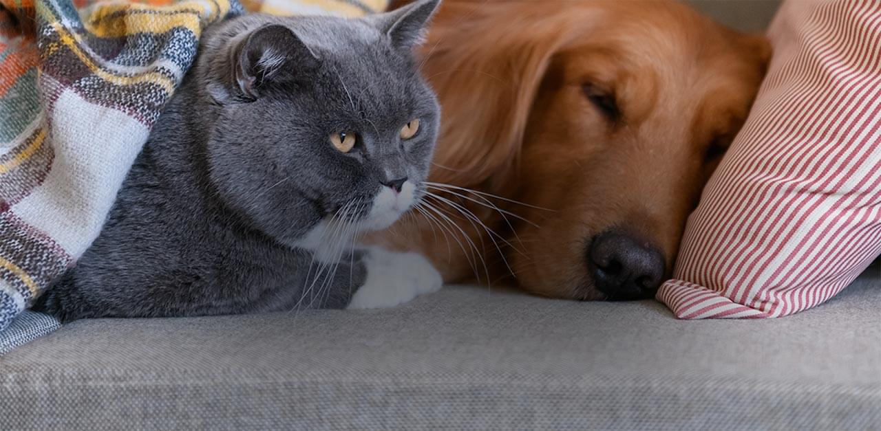 Glucose Curves for Dogs | Caninsulin