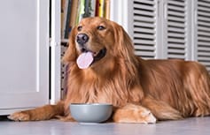 Monitoring Urine Glucose and Ketones for Dogs With Diabetes | Caninsulin