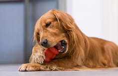 Monitoring Urine Glucose and Ketones for Dogs With Diabetes | Caninsulin