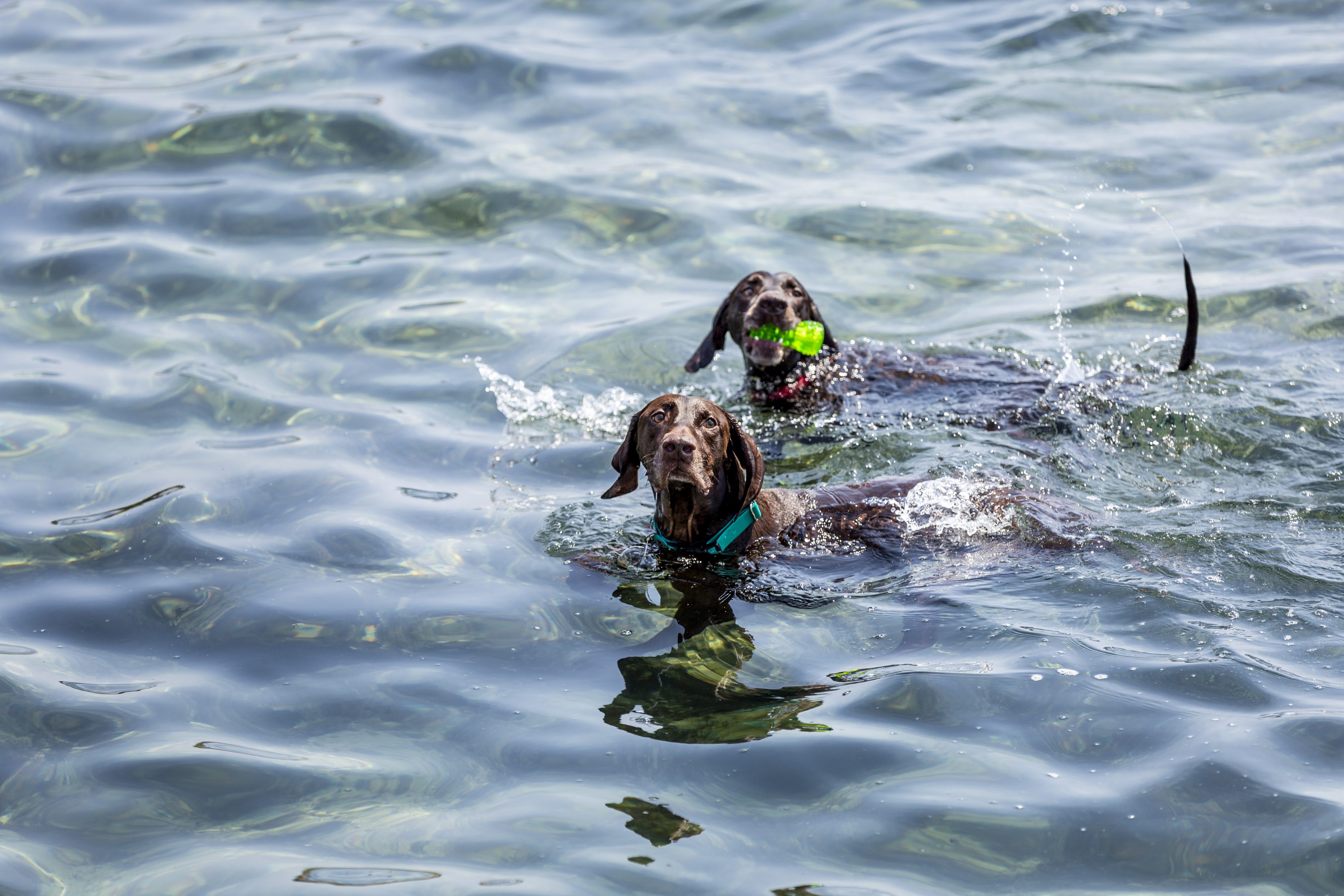 Glucose Curves for Dogs | Caninsulin