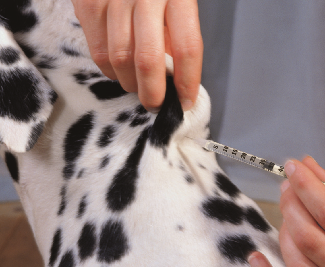 Caninsulin for Dogs | Caninsulin