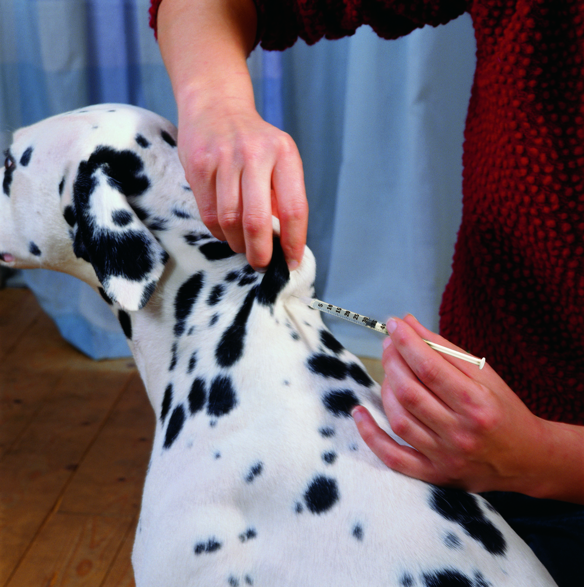 Caninsulin for Dogs | Caninsulin